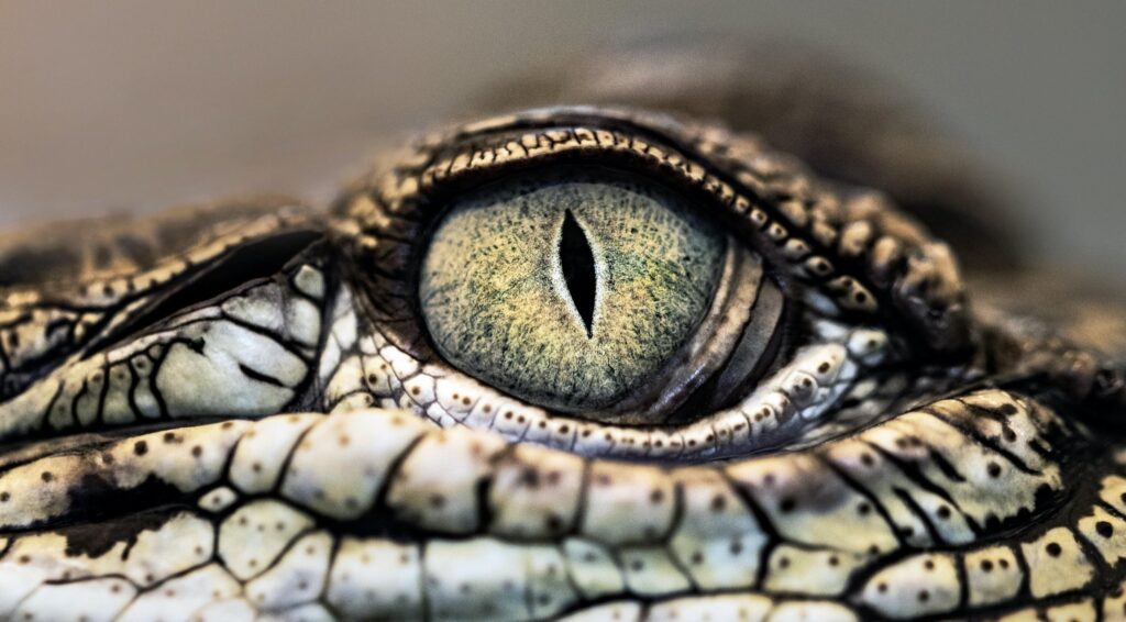 Fascinating Facts About Eyes Around the Animal Kingdom — ilumin